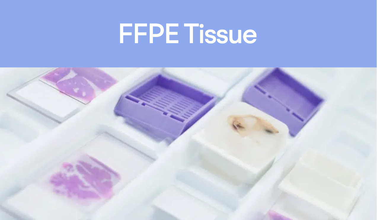 SO FFPE Tissue Section SO FFPE Tissue Section